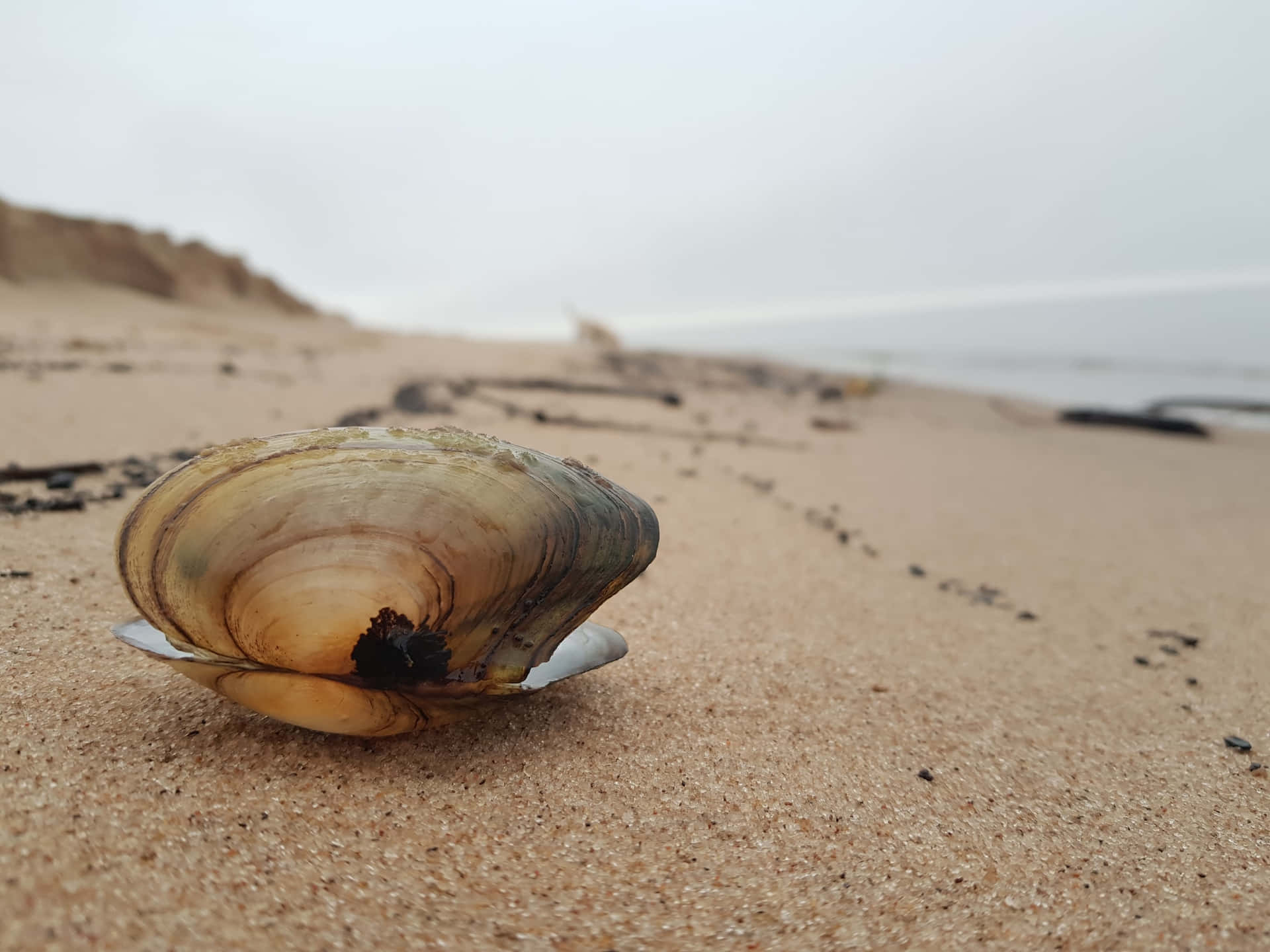 🔥 Free Download A Huge Clam Shell Covered In Barnacles And Oysters Sits ...