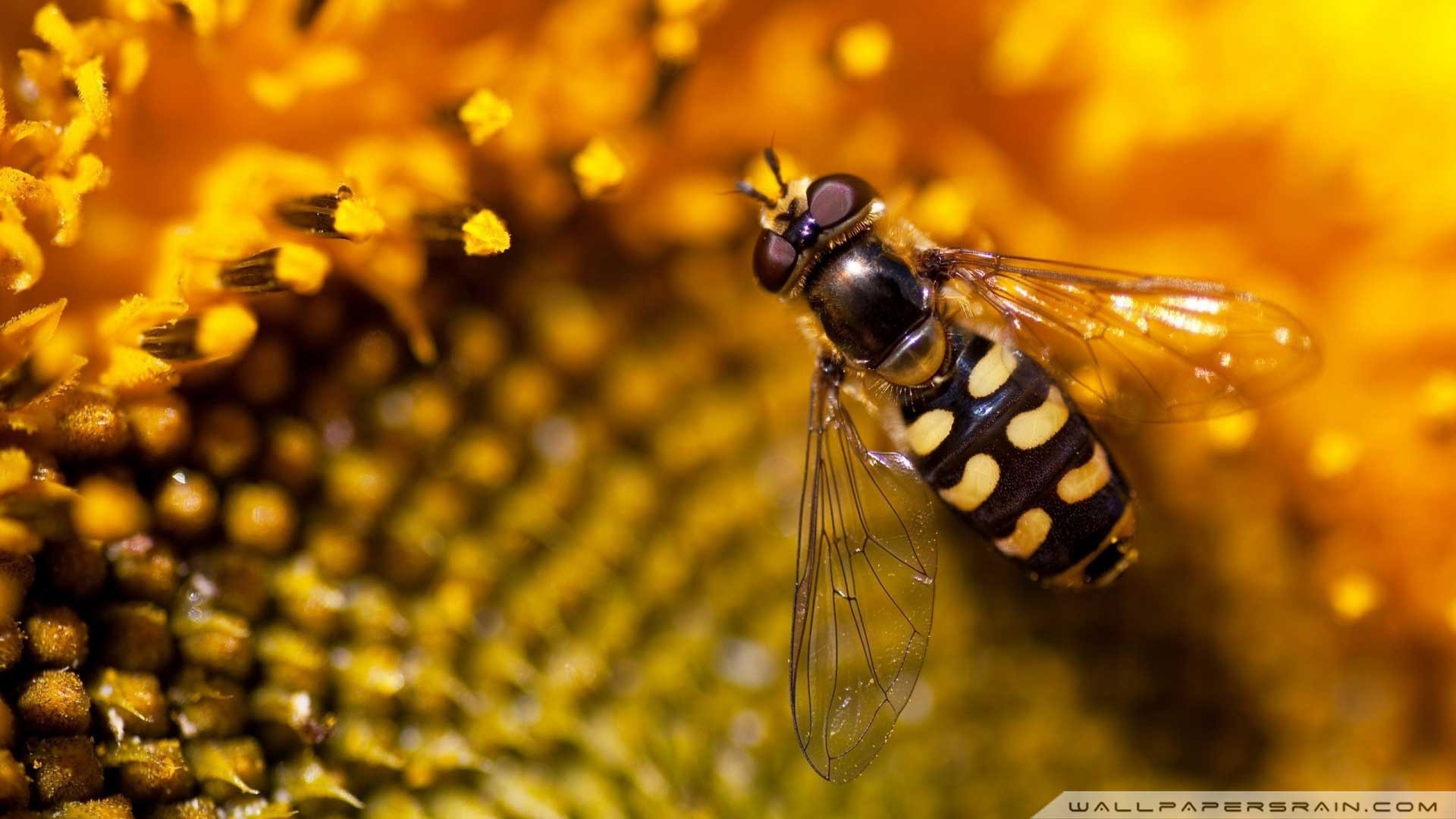 🔥 [40+] Bee Wallpapers | WallpaperSafari