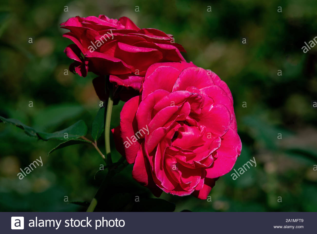 [30+] Charisma Backgrounds | WallpaperSafari