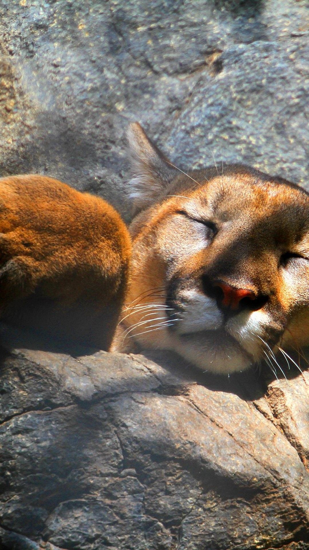 Free Download Pin On IPhone 6 Plus Wallpaper Animals 1080x1920 For 