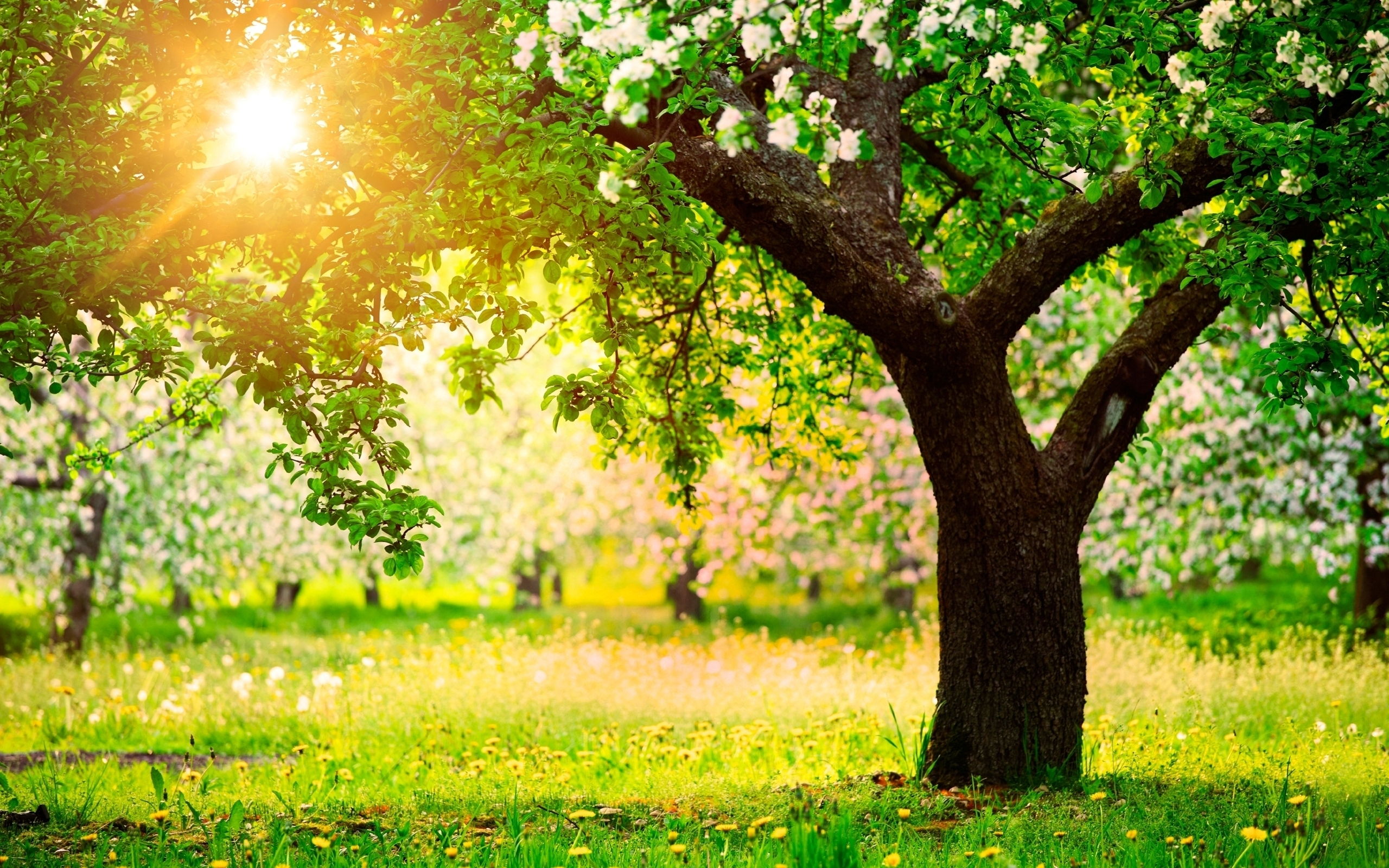 Free Download Apple Tree Wallpapers 2560x1600 For Your Desktop Free Download Apple Tree Wallpapers 2560x1600 For Your Desktop