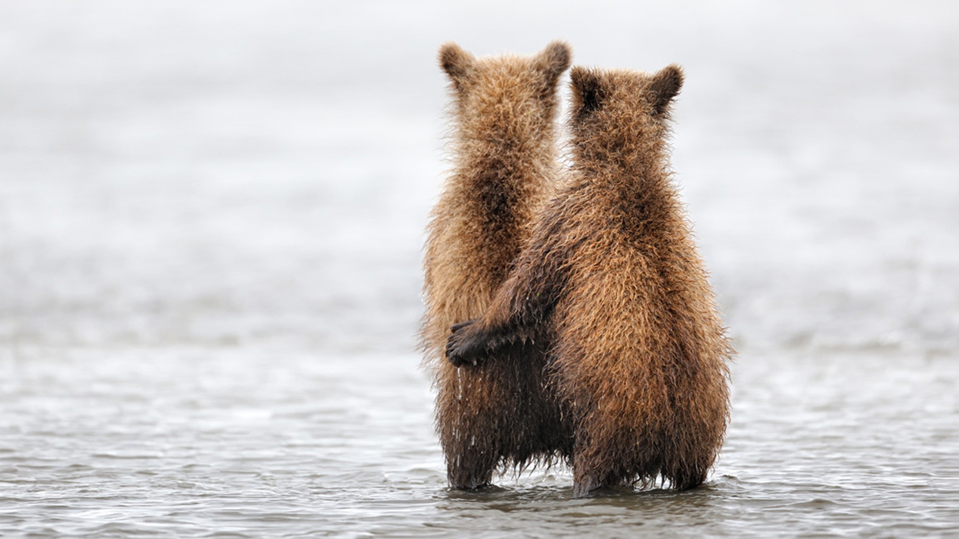 🔥 [50+] Cute Bear Wallpapers | WallpaperSafari