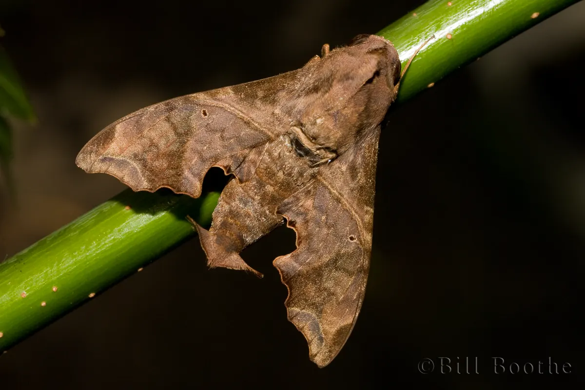 🔥 Free Download Mournful Sphinx Moth Wallpaper by @josea86 ...