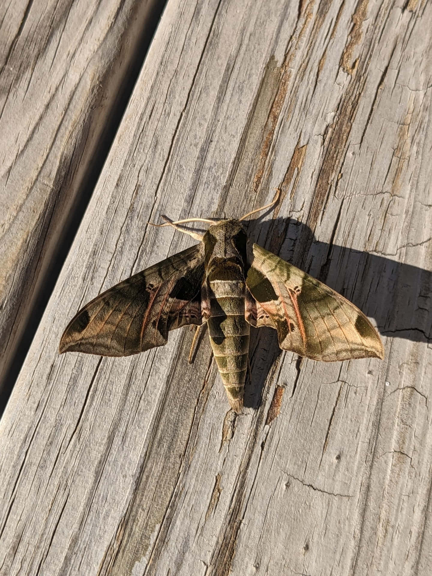 🔥 Free Download Sphinx Moth Wallpaper by @jkline99 | WallpaperSafari
