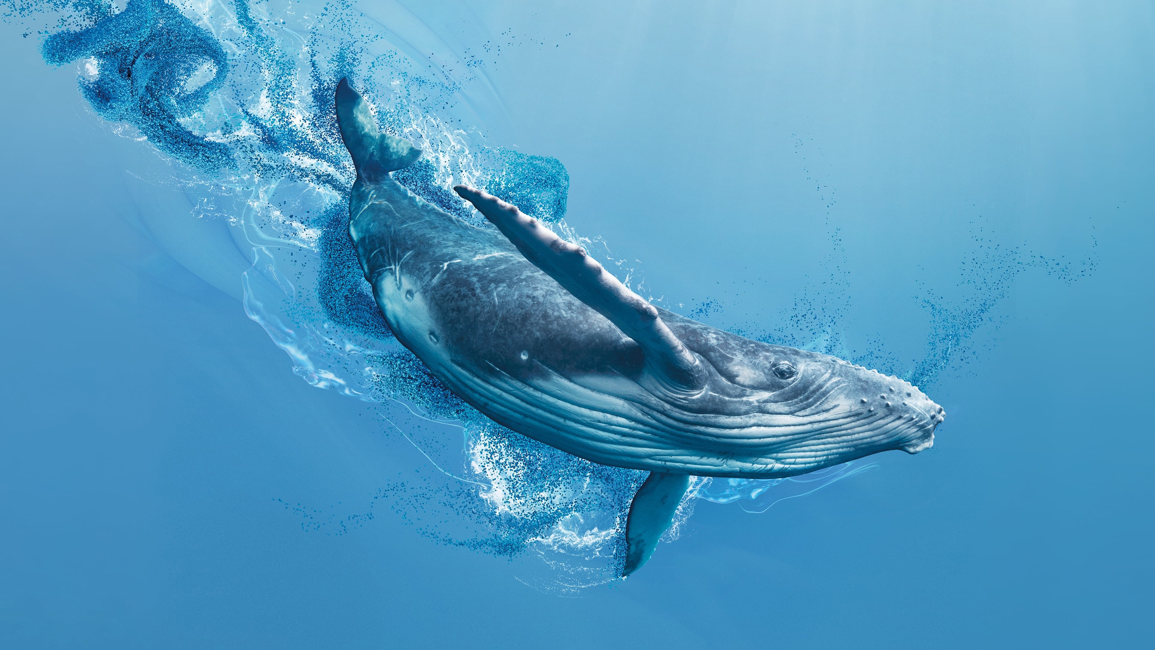 🔥 [40+] Whale Wallpapers | WallpaperSafari