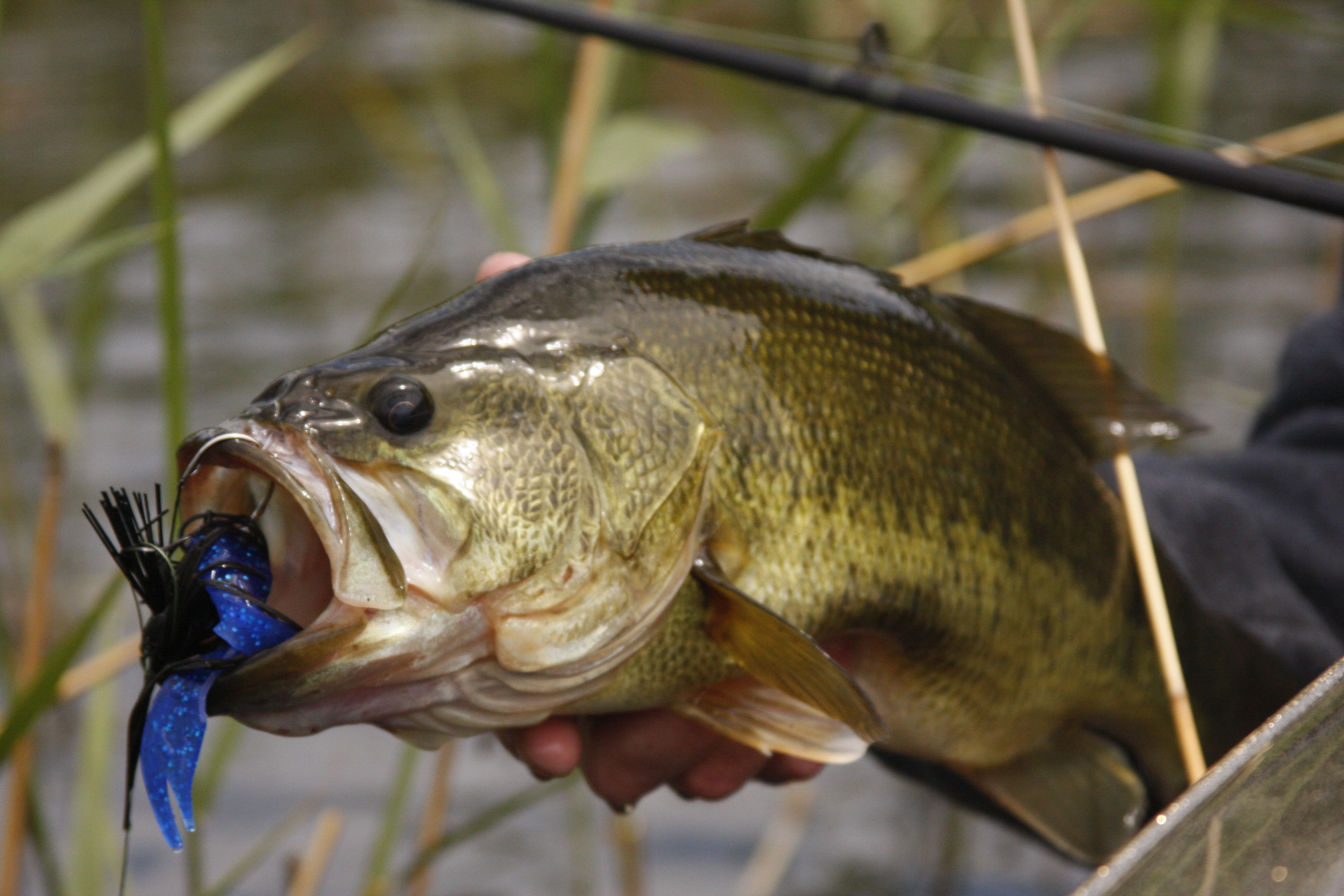 🔥 Download Largemouth Bass Wallpaper | Big Mouth Wallpapers, Big Daddy ...