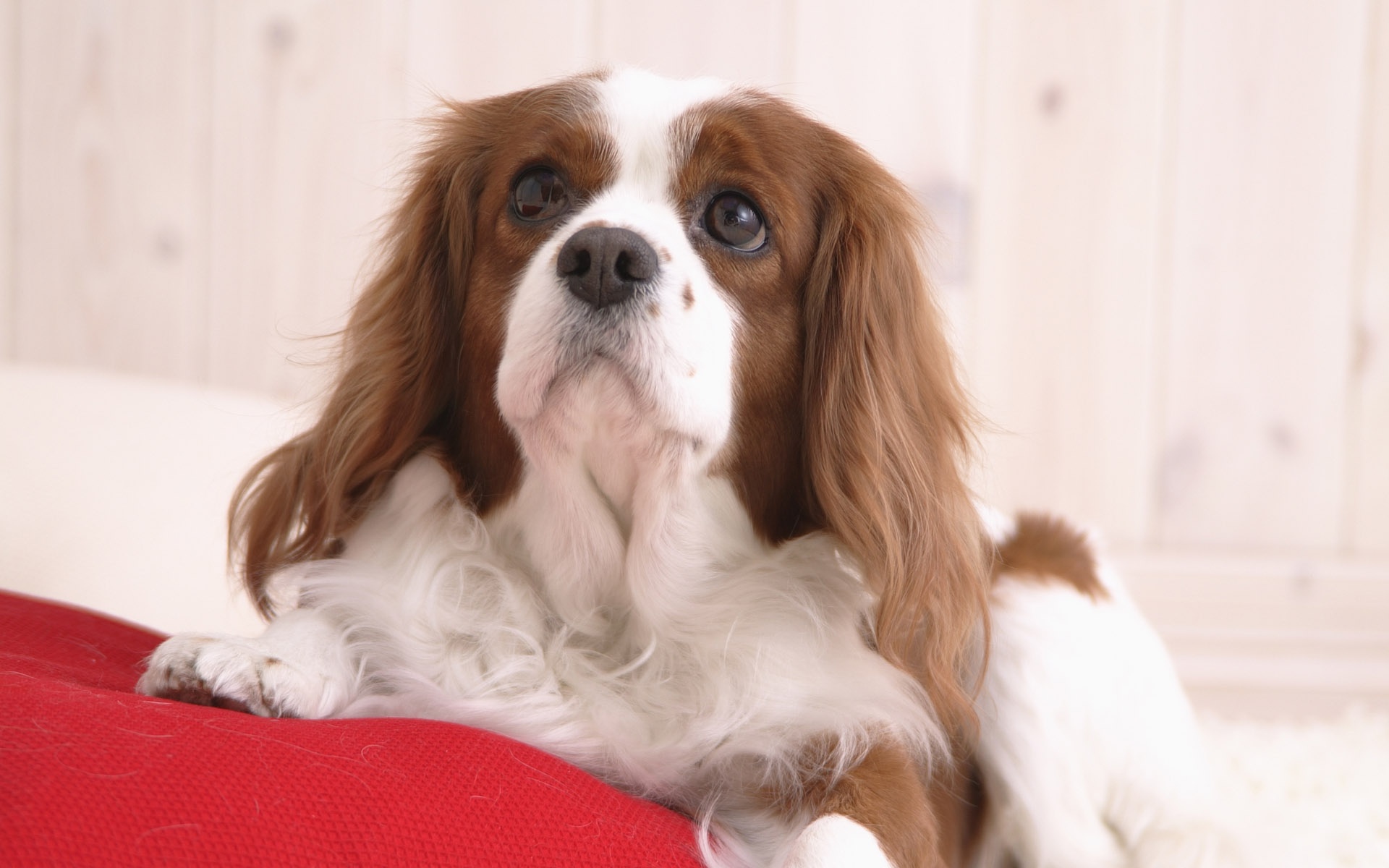 🔥 [50+] Cavalier Wallpapers | WallpaperSafari