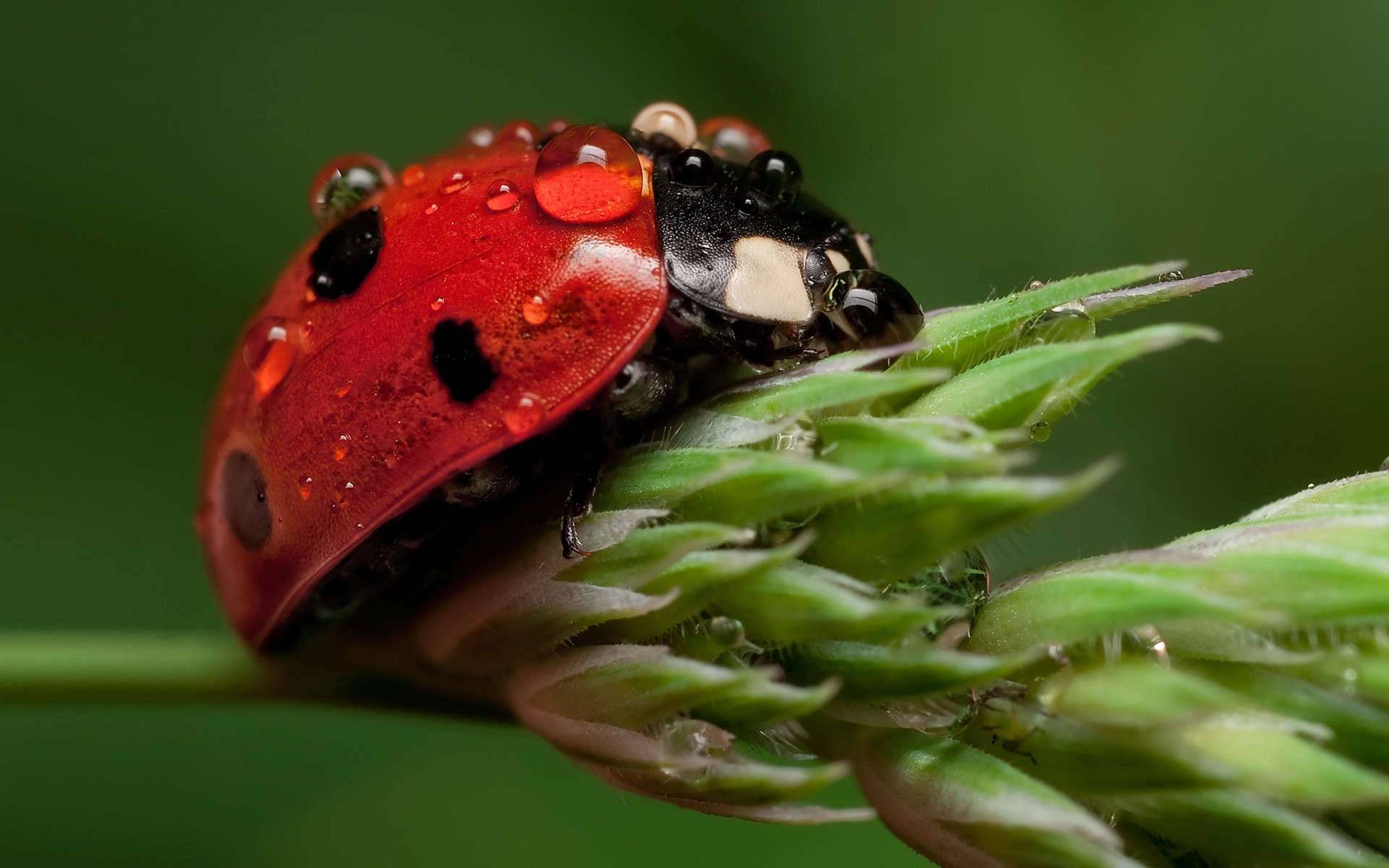 🔥 Free download Ladybug Desktop Wallpapers HD Desktop Wide [1920x1200 ...