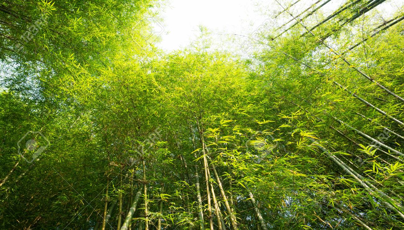 [32+] Grove Backgrounds | WallpaperSafari