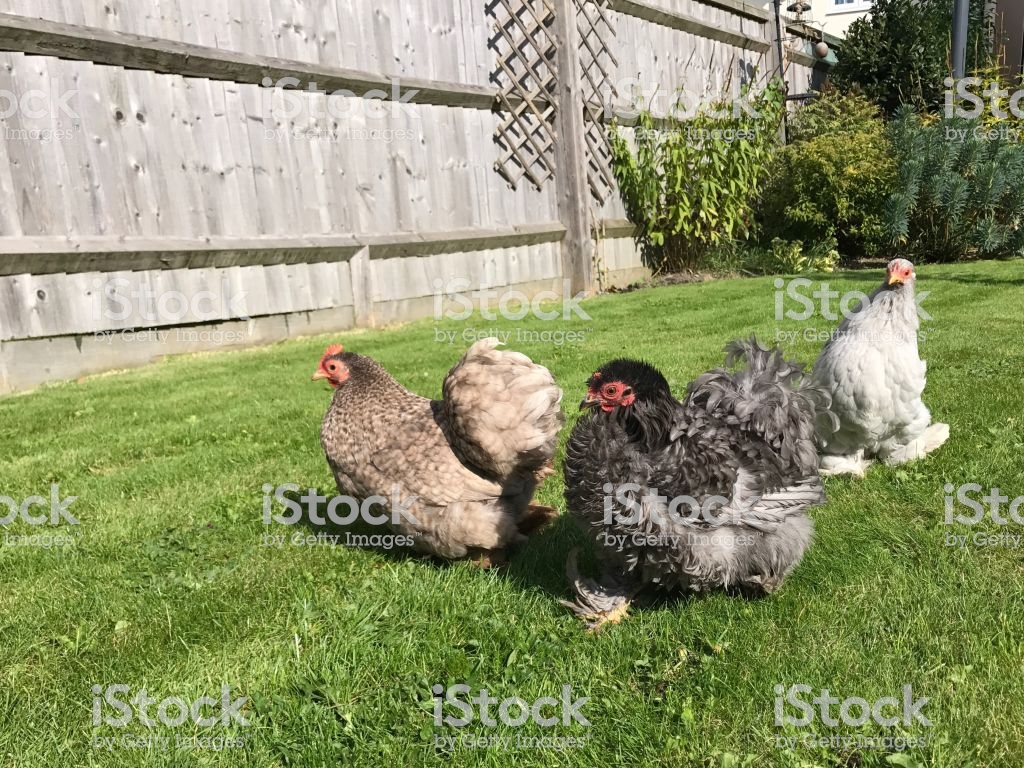 [40+] Poultry Background | WallpaperSafari