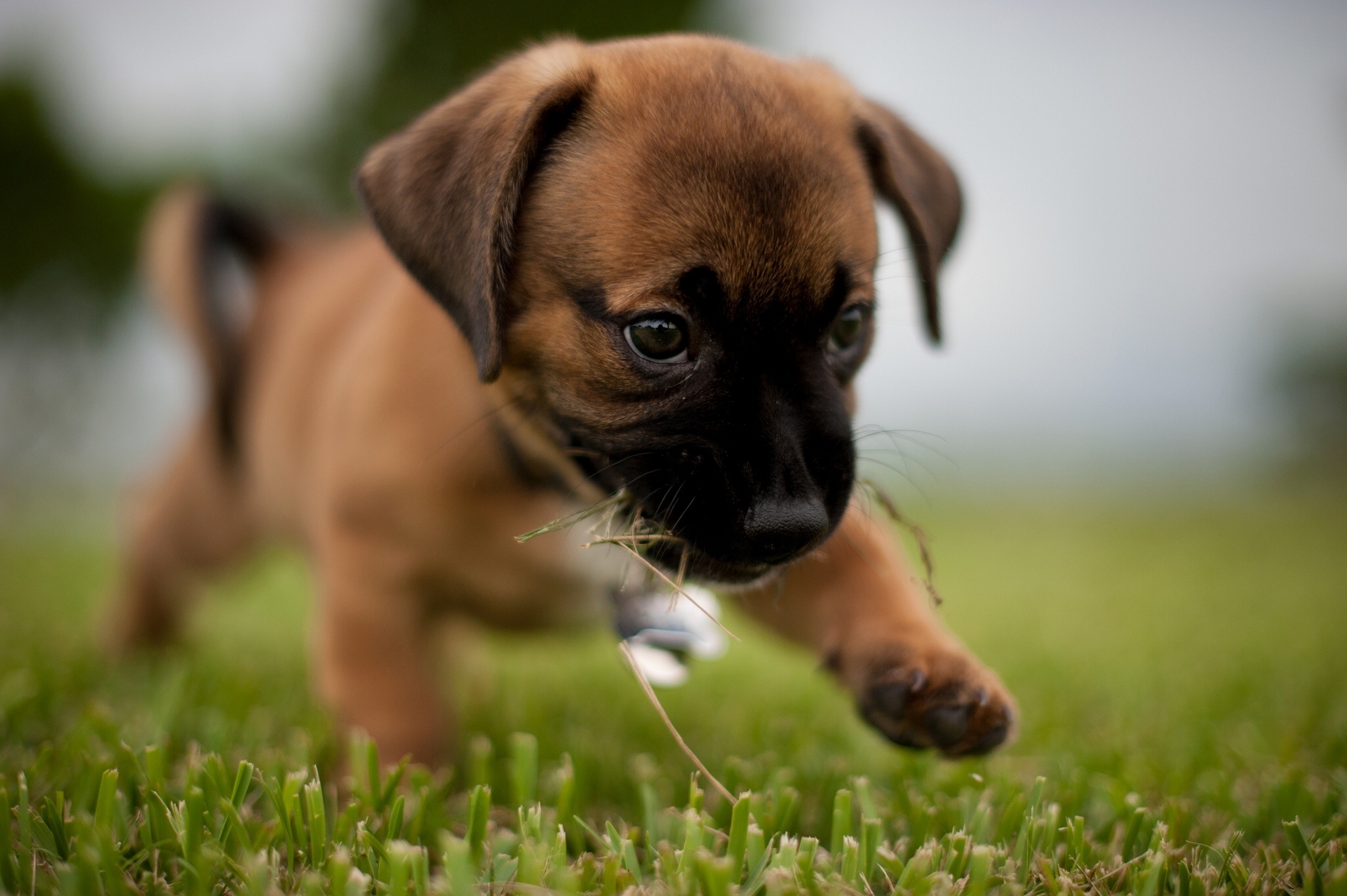 Free Download Animals Dogs Boxer Puppy For The First Time In The Street Free Download Animals Dogs Boxer Puppy For The First Time In The Street