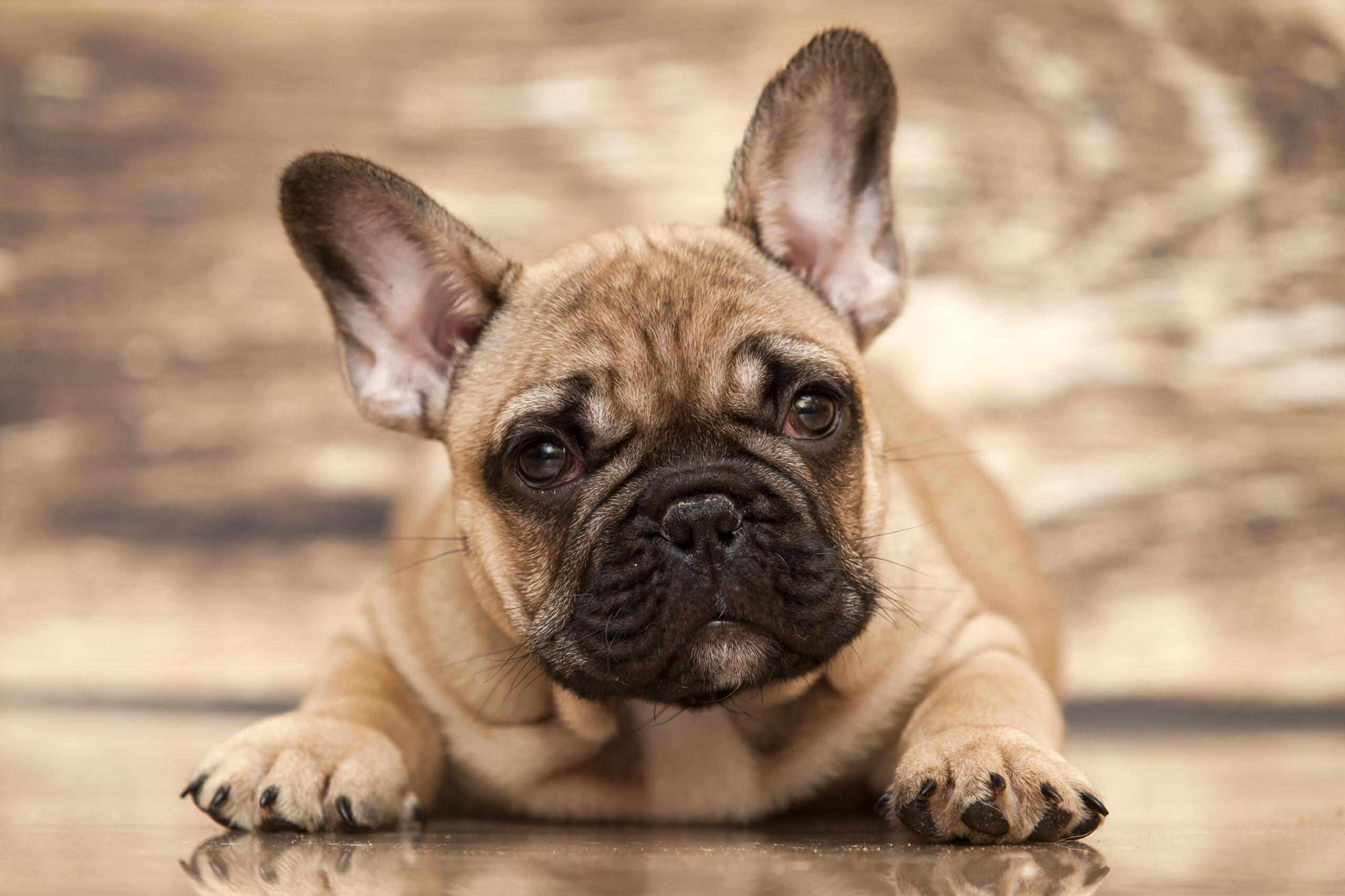🔥 Free Download French Bulldog Ends Labrador Retriever Reign As Most ...
