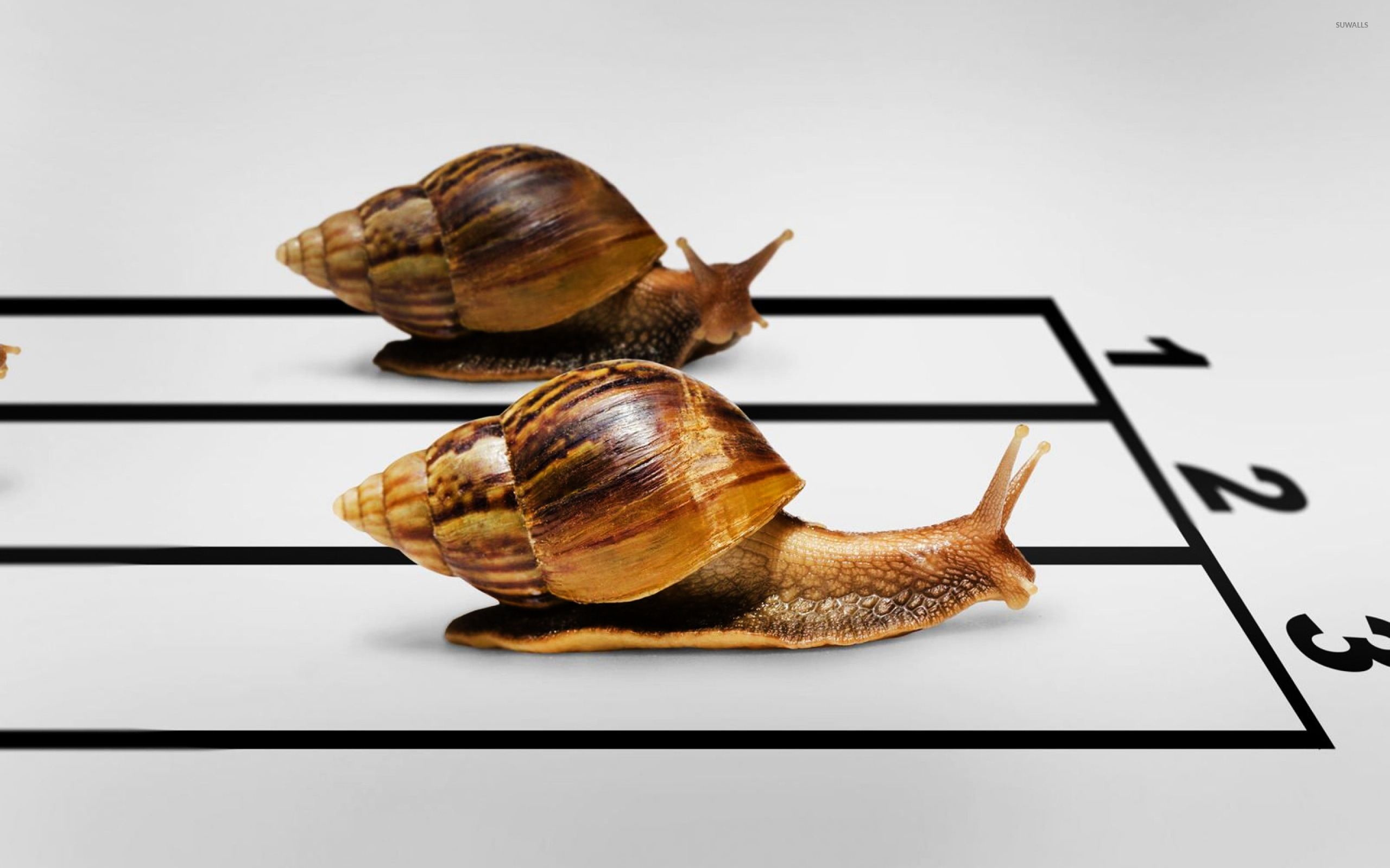 🔥 Free Download Snail Race Wallpaper Animal by @kellywoodward ...
