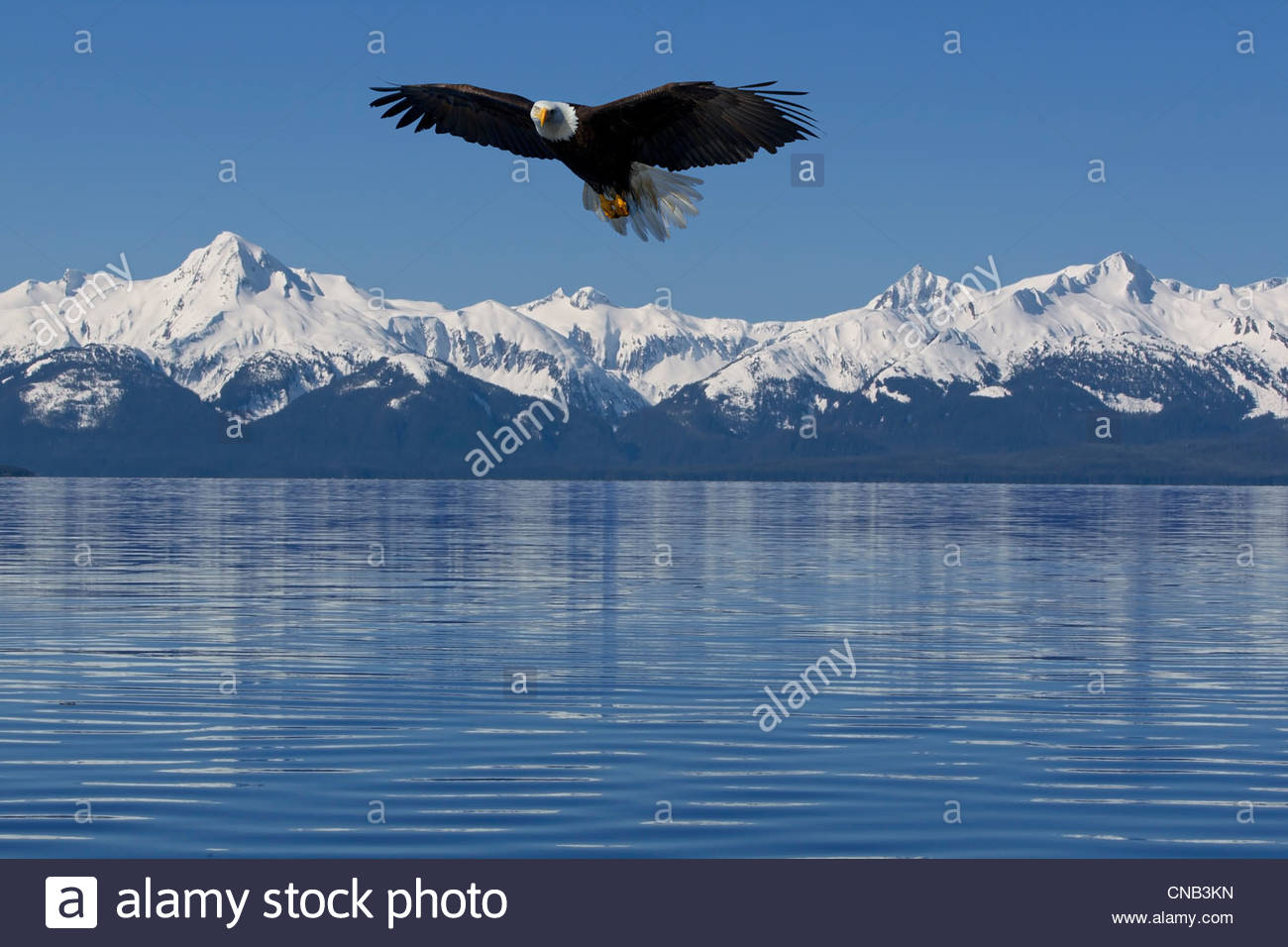 [45+] Soaring Background | WallpaperSafari.com