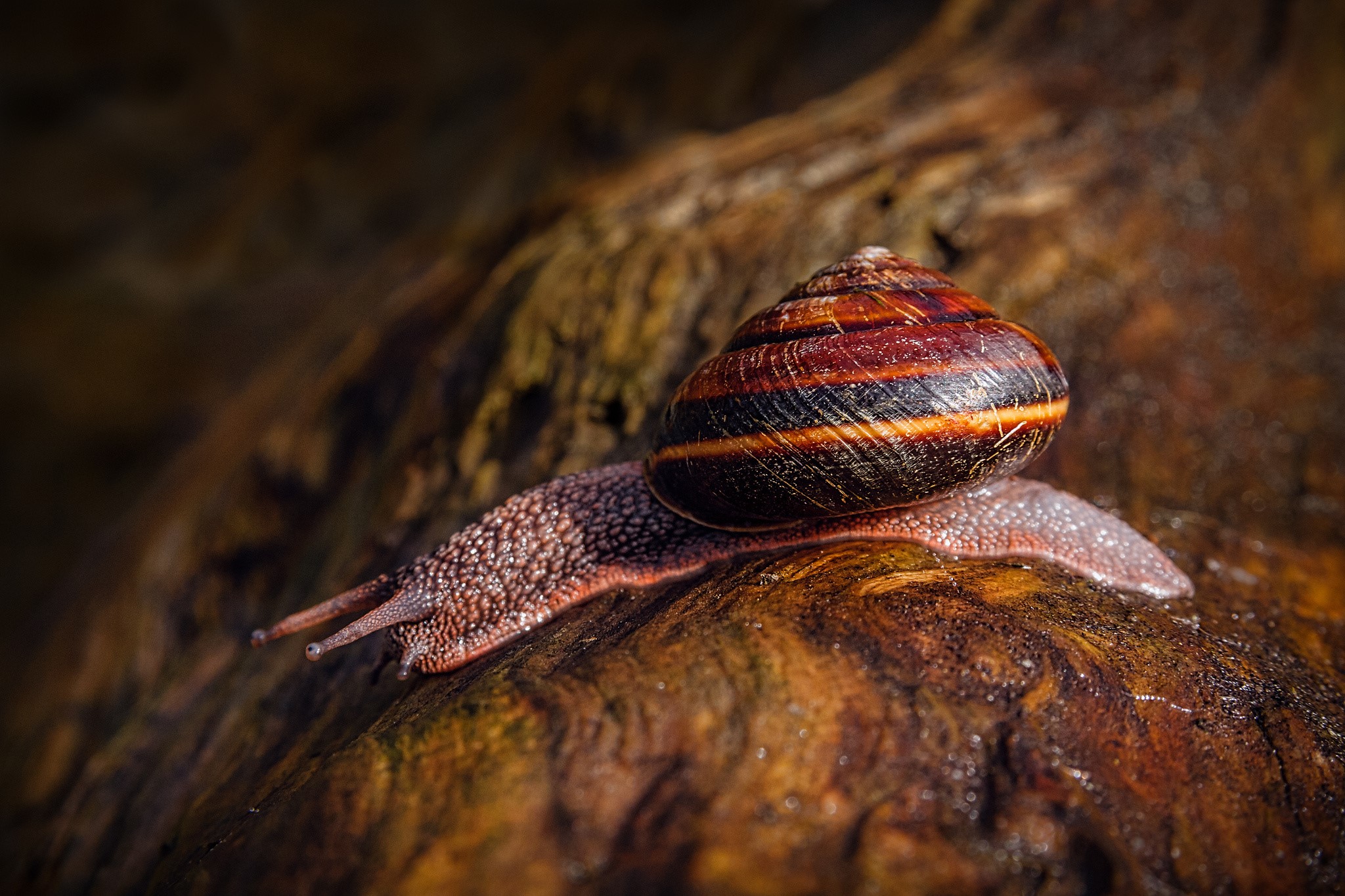 🔥 Free Download Snails Hd Wallpaper by @garyg | WallpaperSafari