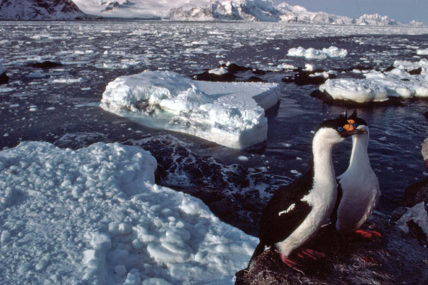 🔥 Free Download Imperial Shagin Antarctic Waters Wallpaper by ...