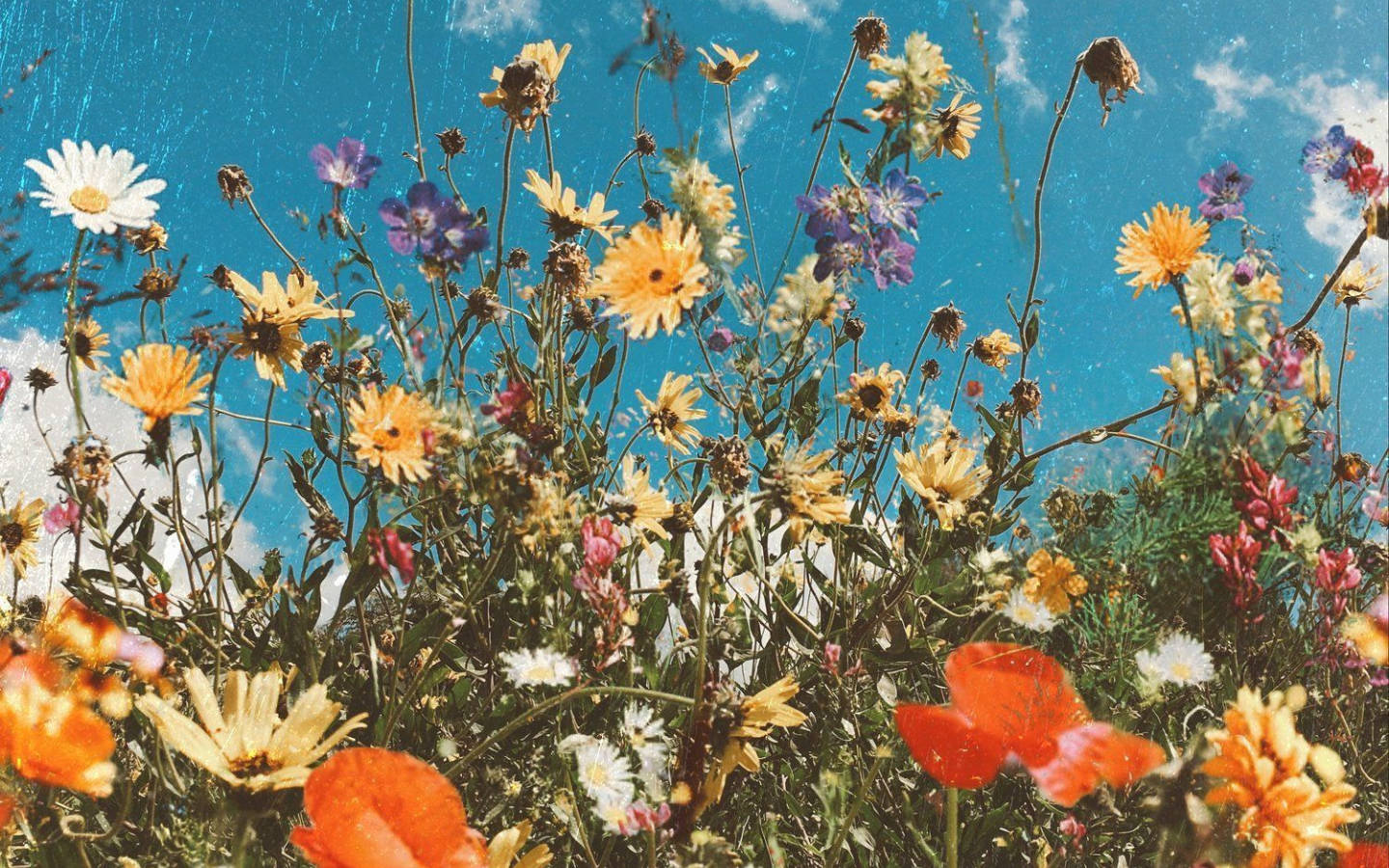 🔥 Free Download Spring Aesthetic Wallpaper by @annem | WallpaperSafari