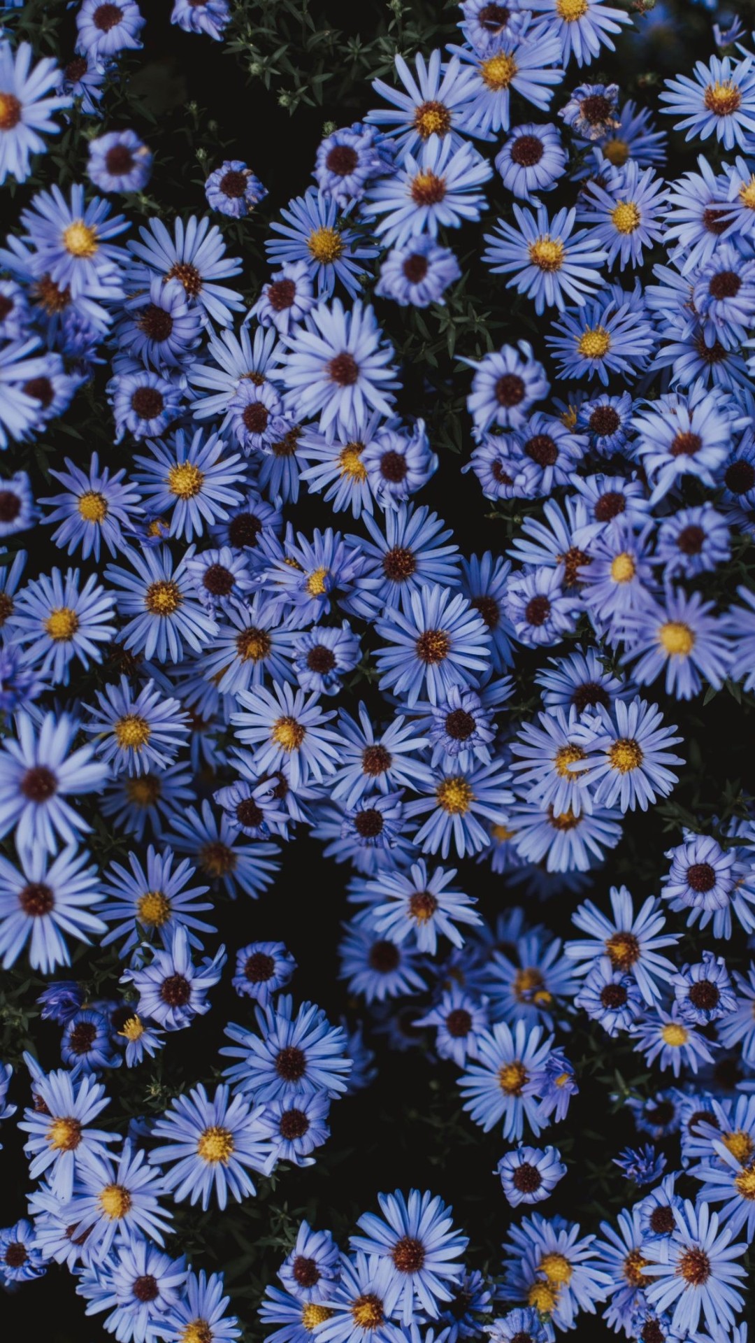 🔥 [40+] Flowers Aesthetic Wallpapers | WallpaperSafari