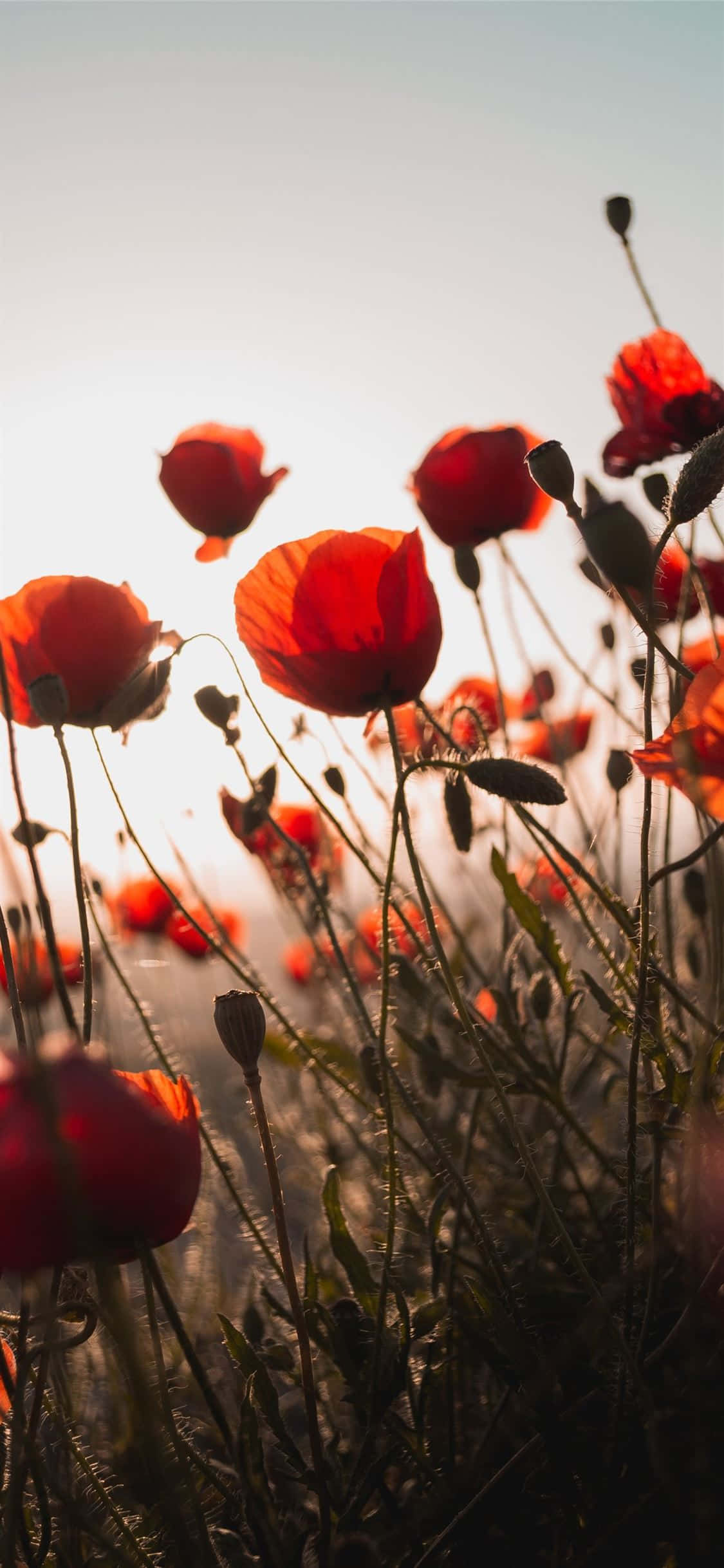 🔥 [50+] Red Flower Aesthetic Wallpapers | WallpaperSafari