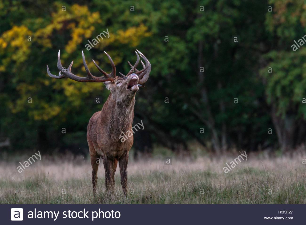 Free download Wire Stag HD Wallpaper Background Image 1920x1080 ...