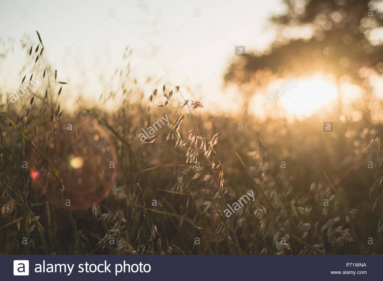 [44+] Sunlit Background on WallpaperSafari