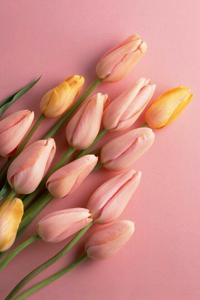 🔥 Free Download Flower Image Wallpaper Love This Peach Color Bunga ...