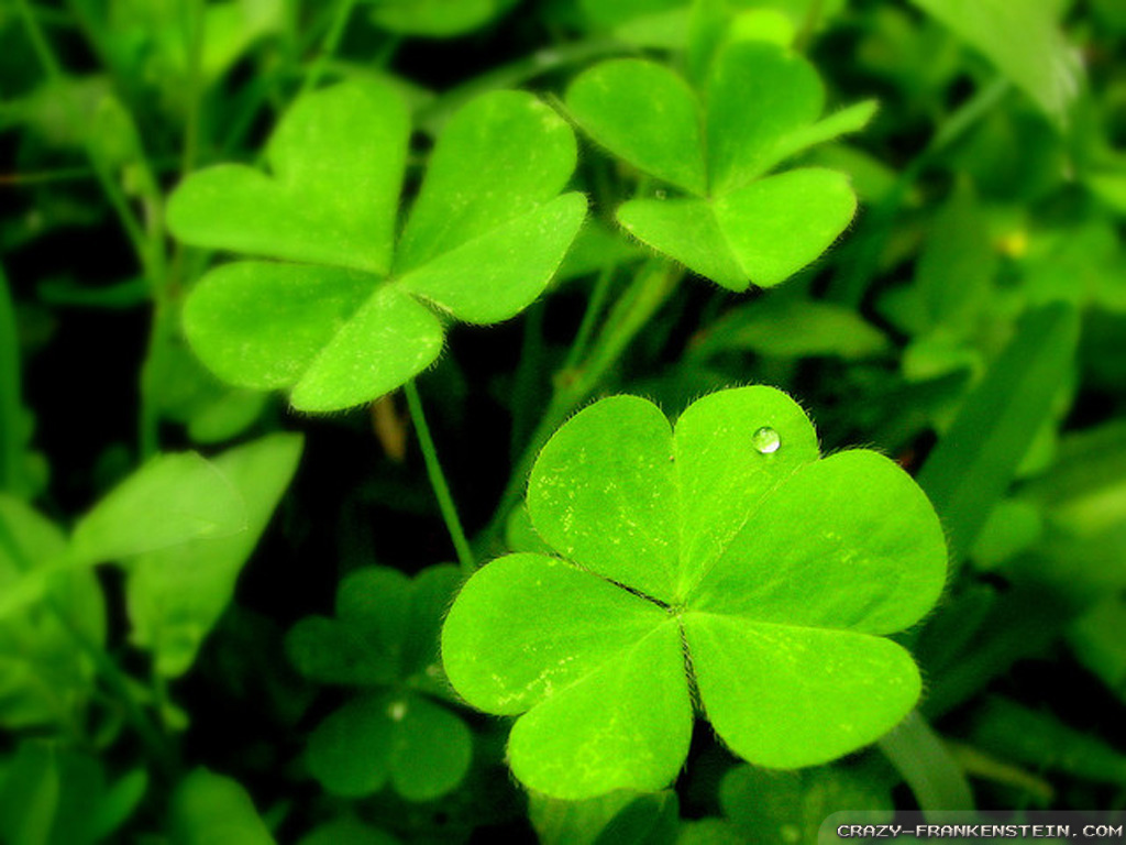 🔥 [50+] Shamrock Wallpapers for Computer | WallpaperSafari