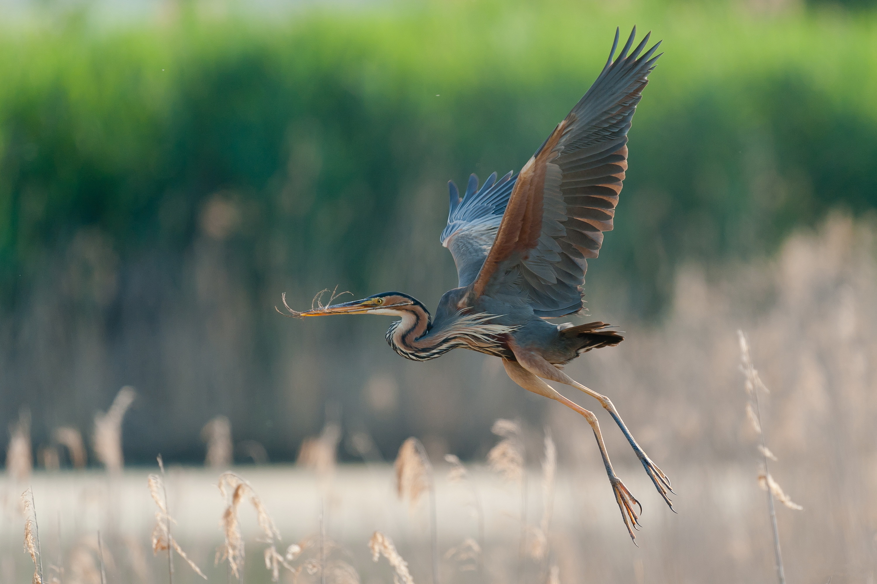 🔥 [50+] Blue Heron Wallpapers | WallpaperSafari