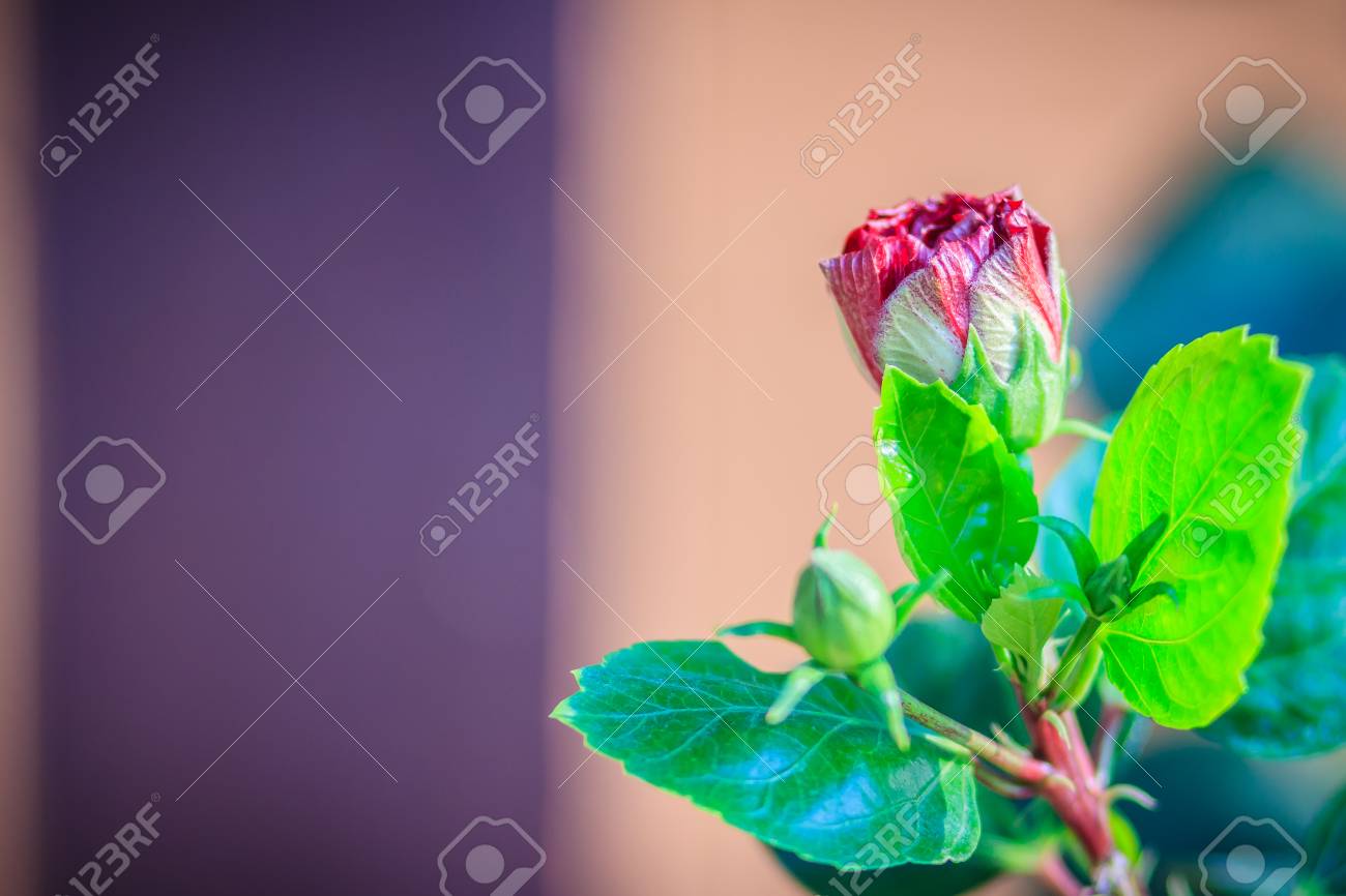 🔥 [21+] Ritzy Background | WallpaperSafari