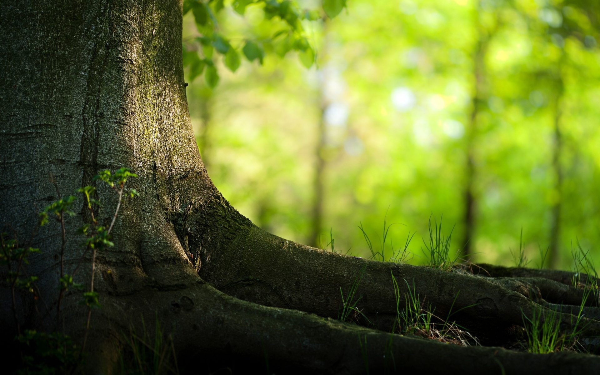  Download Tree Root Wallpaper X By aanderson Root Wallpaper Kindle