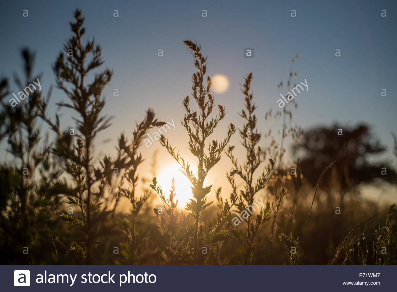[44+] Sunlit Background on WallpaperSafari