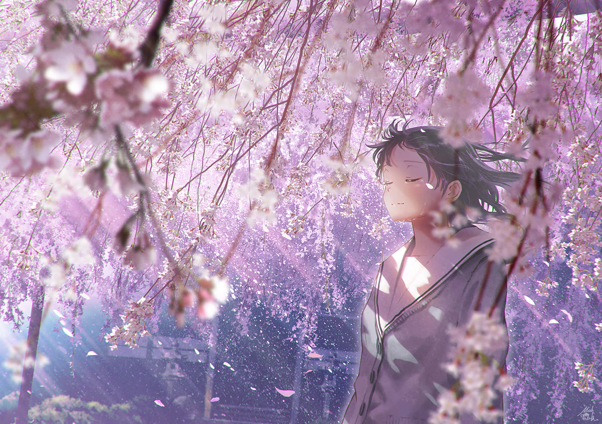 🔥 [40+] Sakura Pc Wallpapers | WallpaperSafari
