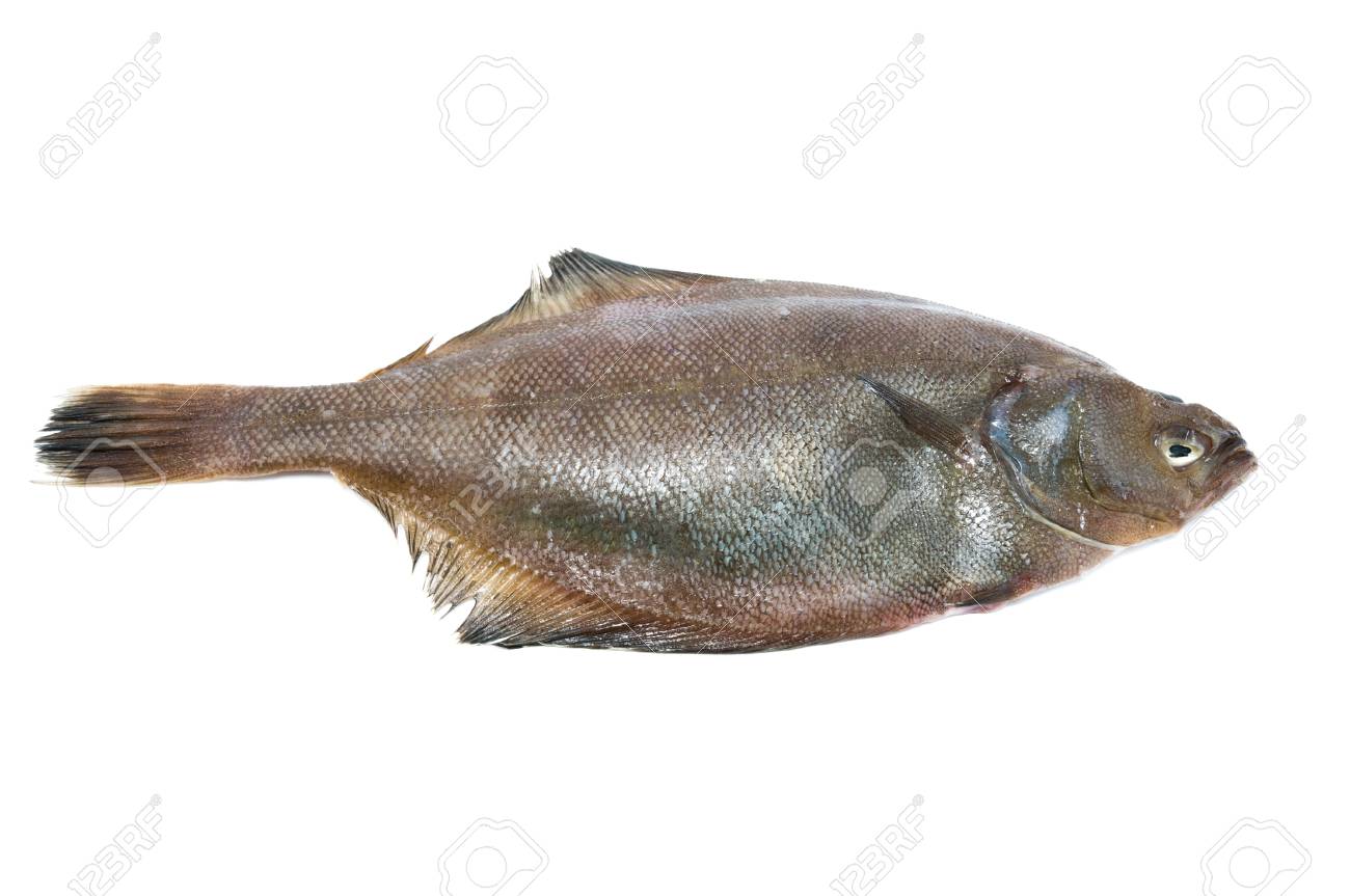 [40+] Flounder Backgrounds on WallpaperSafari