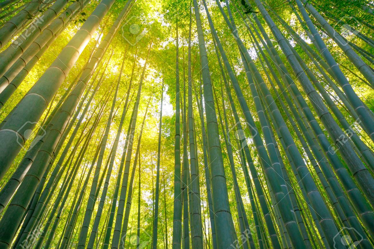 [32+] Grove Backgrounds | WallpaperSafari