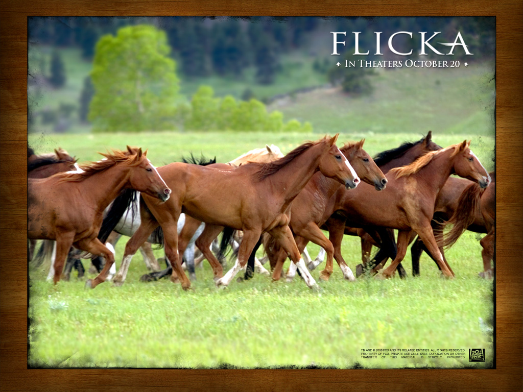 🔥 [30+] Flicka Wallpapers | WallpaperSafari