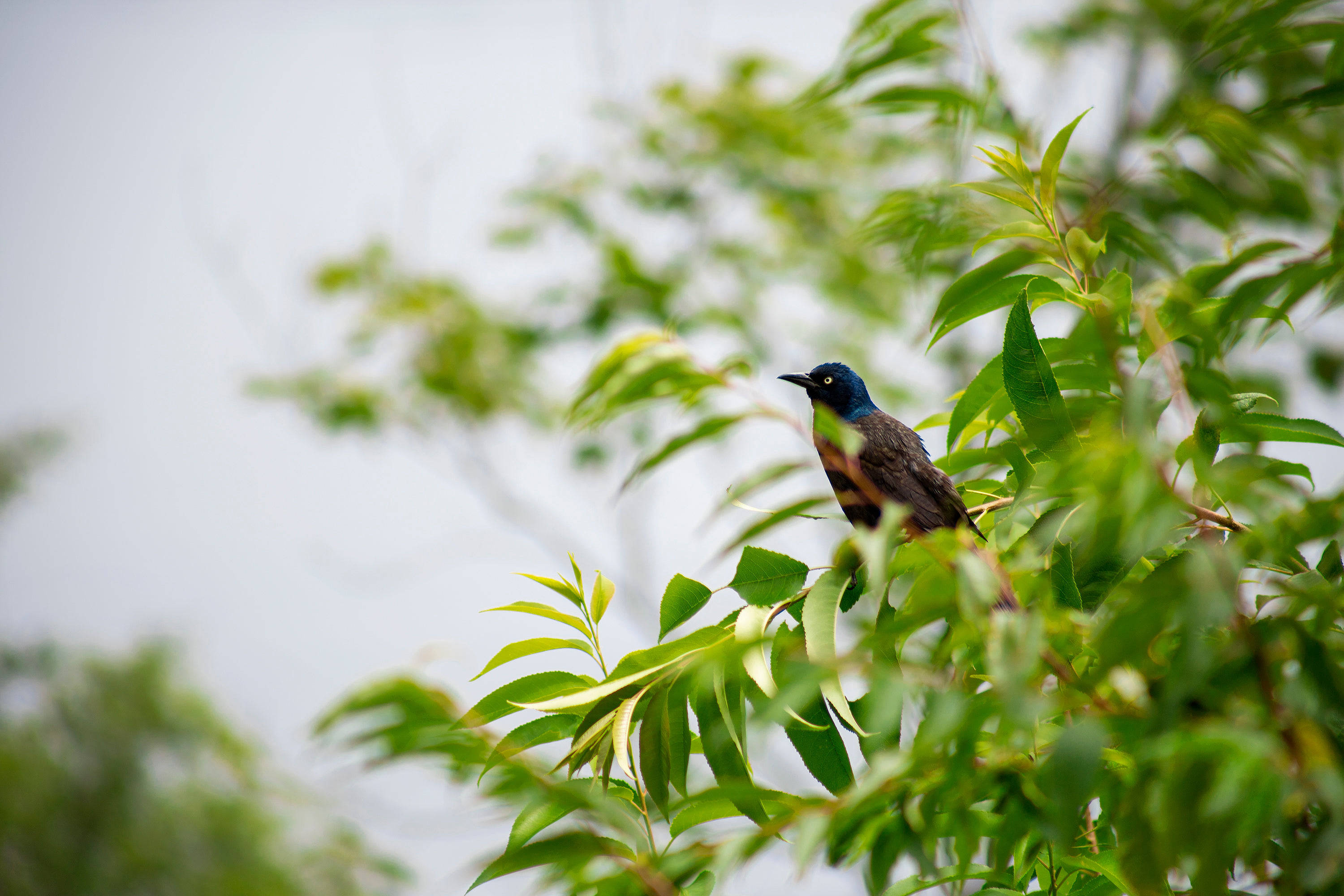 🔥 [40+] Birds Nature Wallpapers | WallpaperSafari