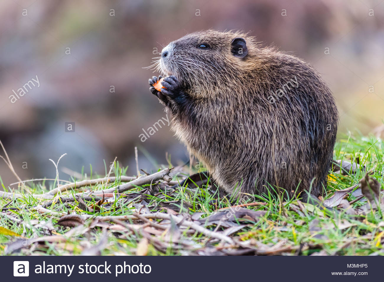[38+] Nutria Backgrounds | WallpaperSafari