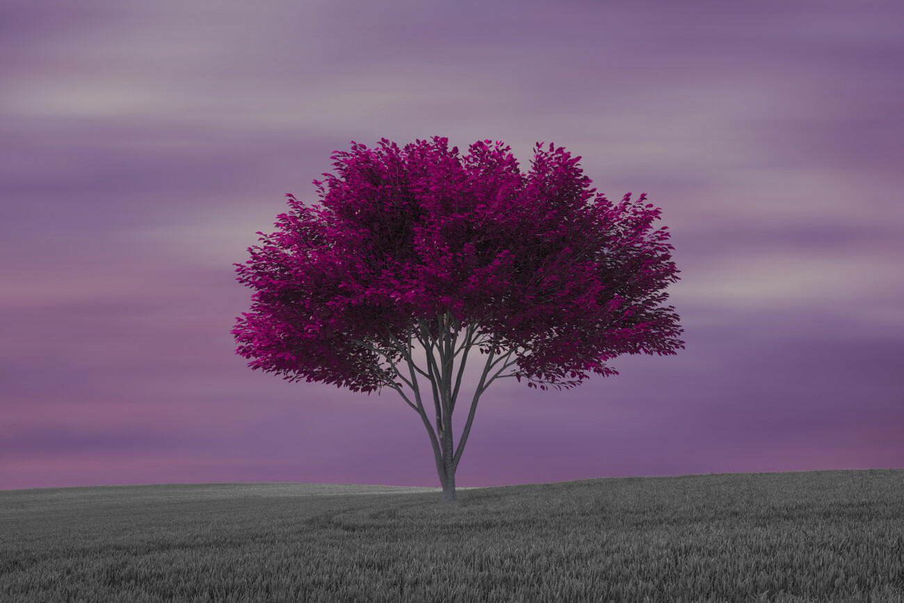 🔥 Free Download Purple Trees Wallpaper by @philipg2 | WallpaperSafari