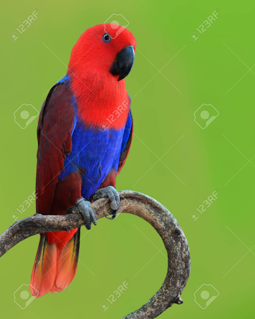 🔥 [43+] Lory Background | WallpaperSafari