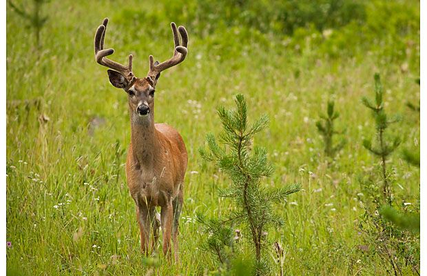 Whitetail Deer Wallpaper Border