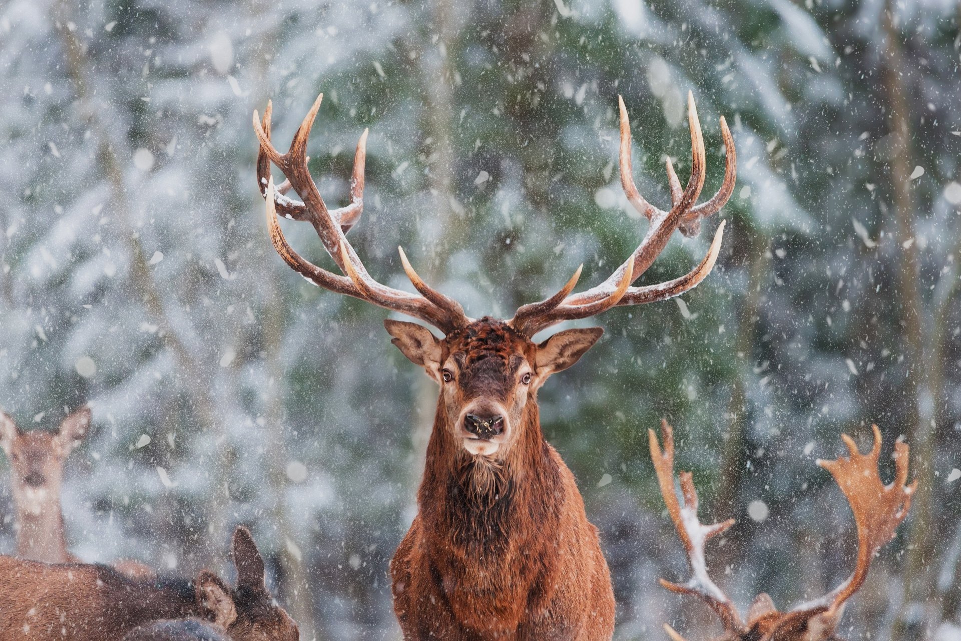 🔥 [50+] Deer Wallpapers | WallpaperSafari
