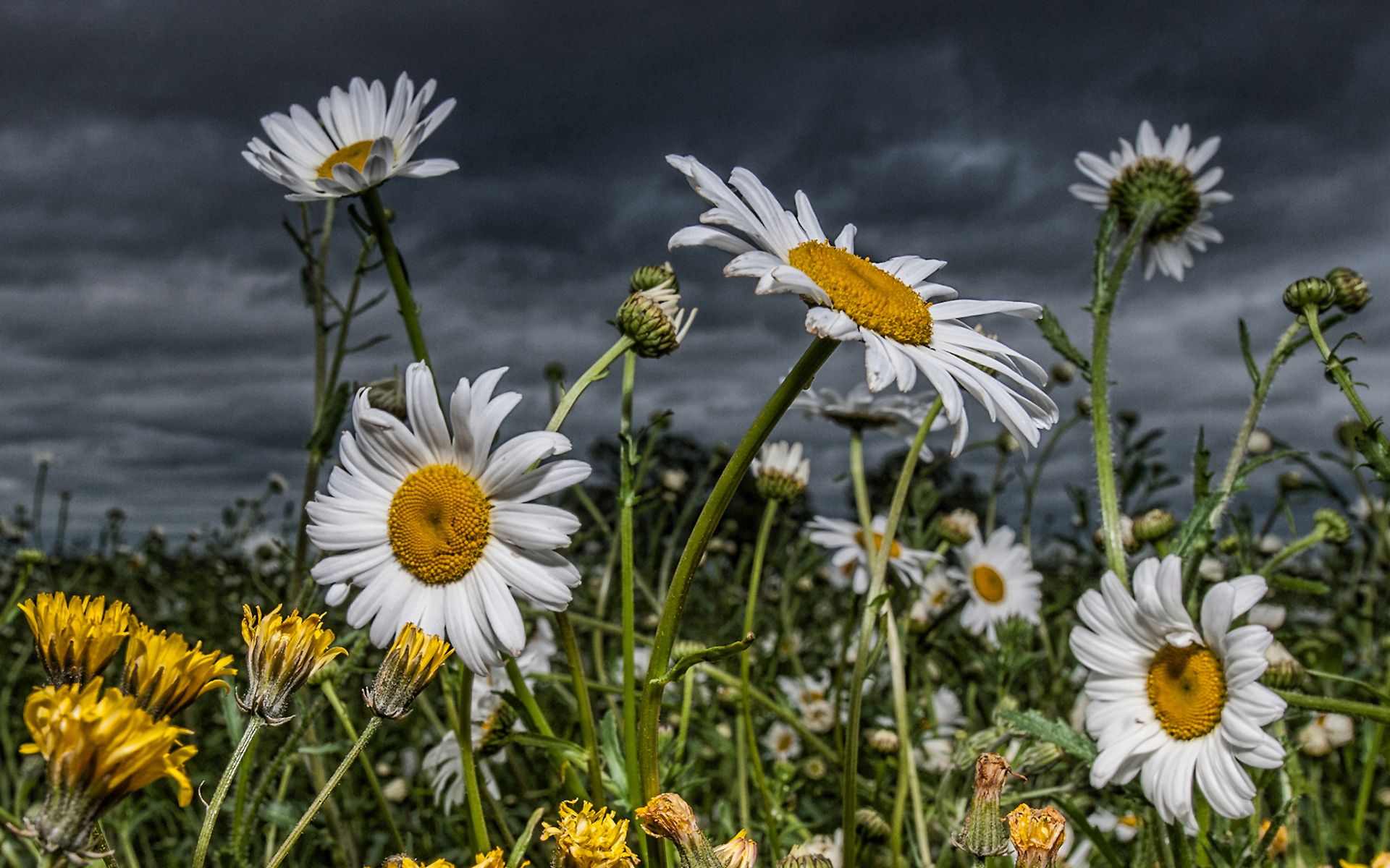 🔥 Free Download Field Of Daisies Wallpaper by @zacharyrodriguez ...