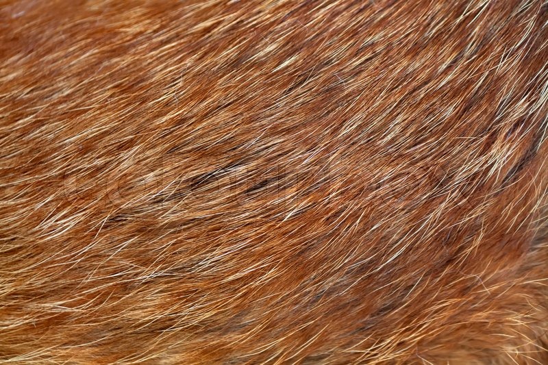 Fox Furry Wallpaper - WallpaperSafari