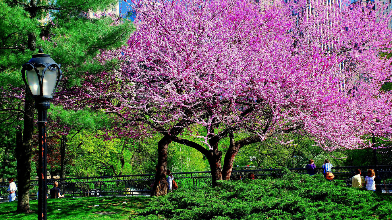 🔥 Free Download Hd Wallpaper Spring by @ricardoj27 | WallpaperSafari