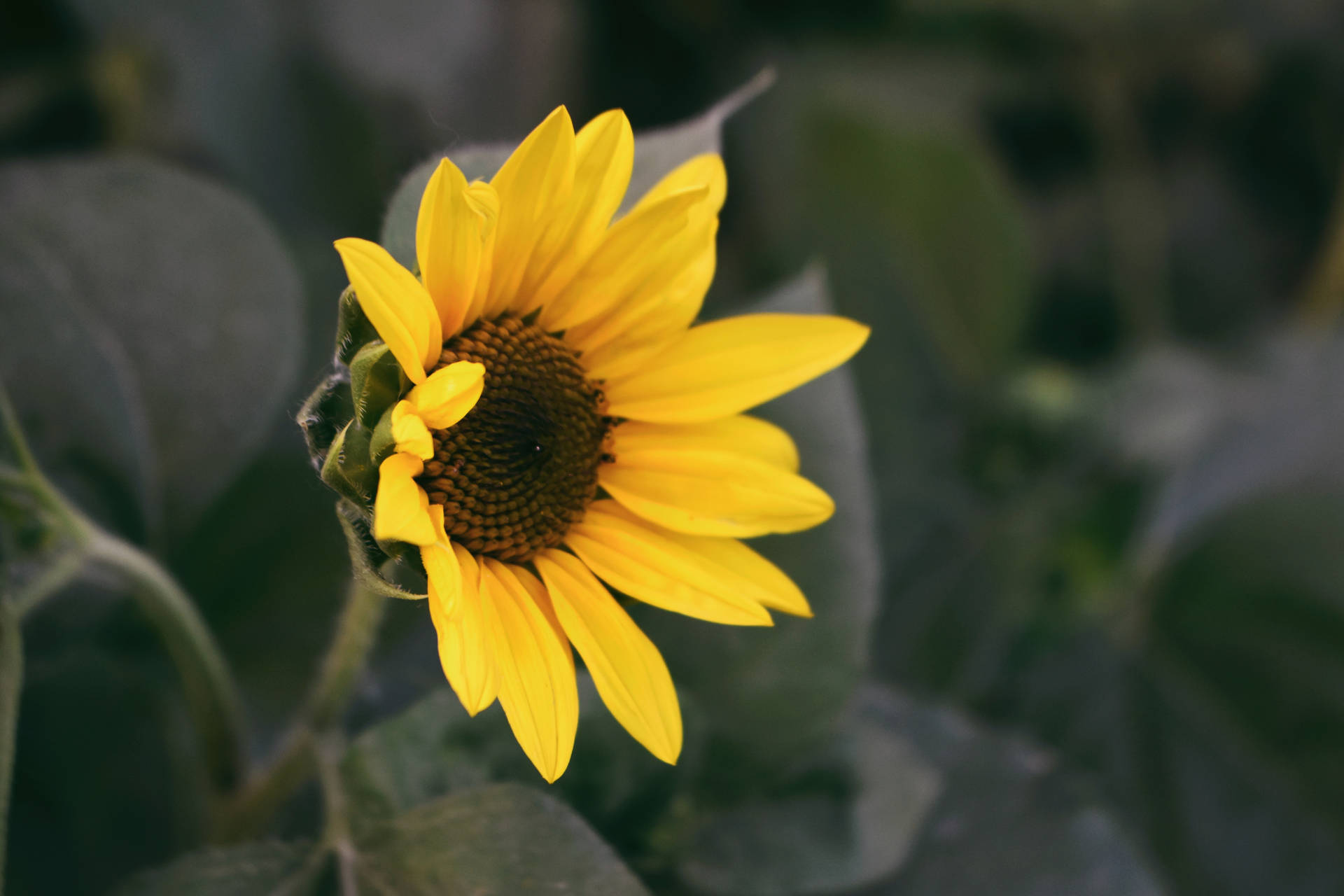 🔥 [20+] Flowers 4k Wallpapers | WallpaperSafari