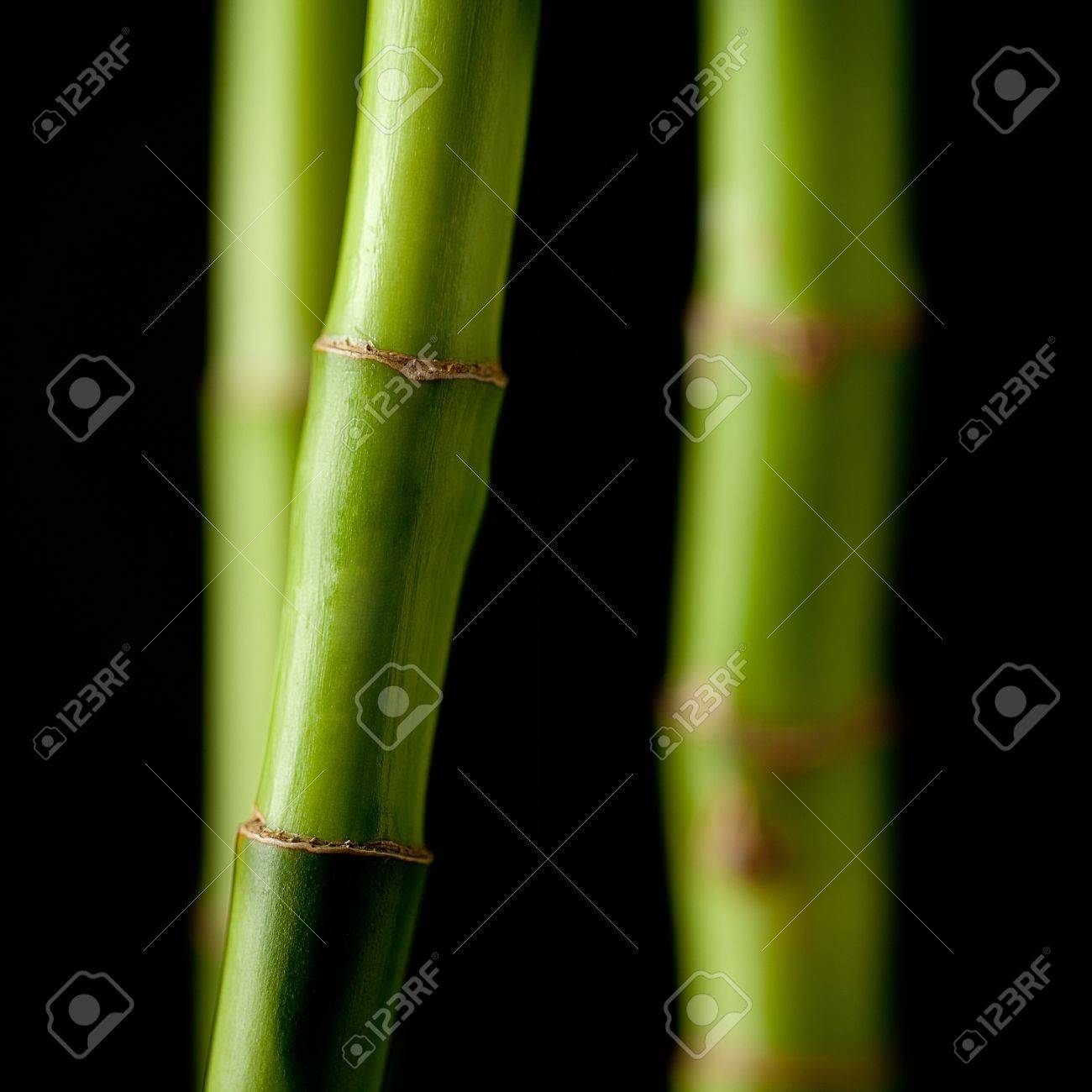 [36+] Bambo Background | WallpaperSafari.com