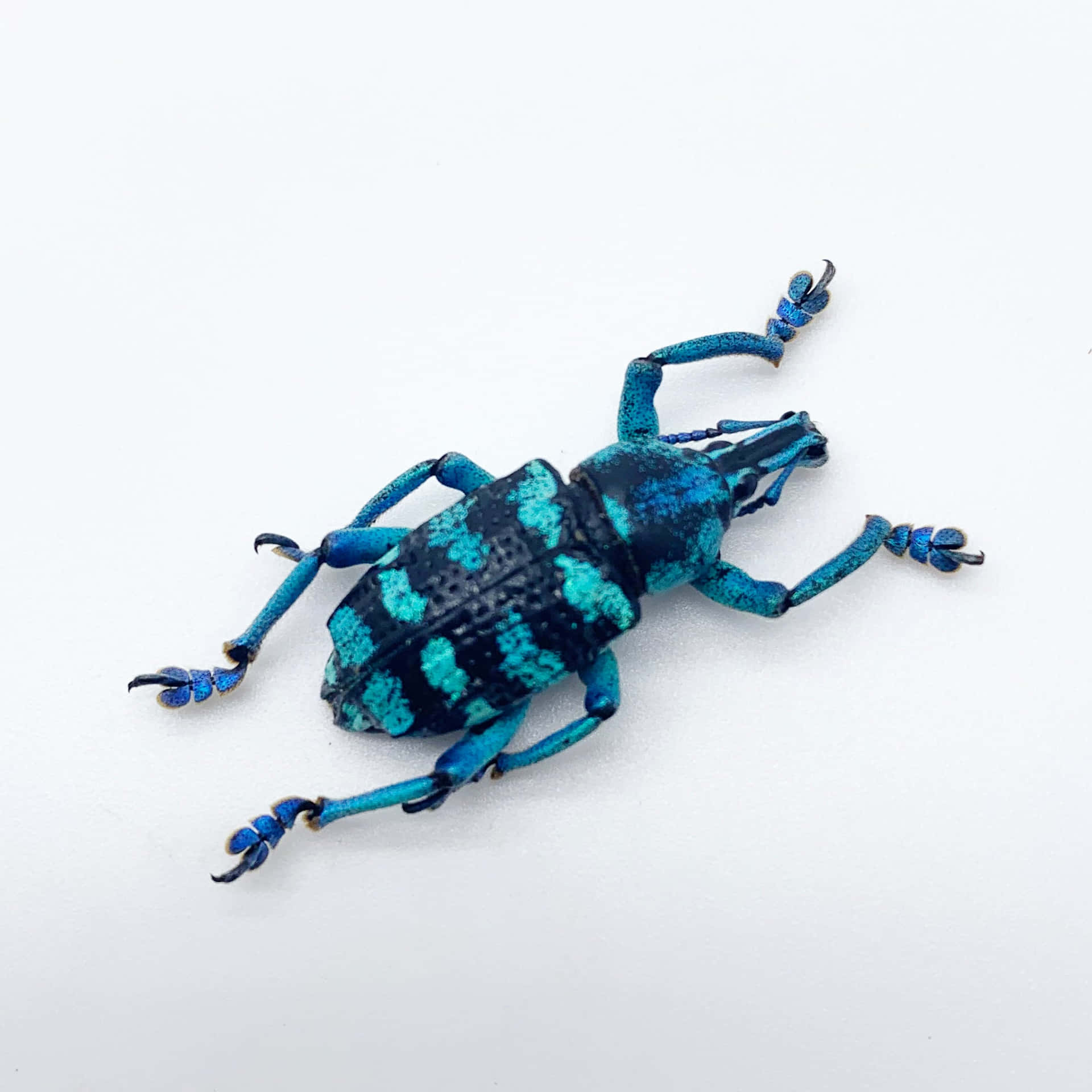 🔥 Free Download Insect Beetle Chrome Green Body Wallpaper by @kcharles ...
