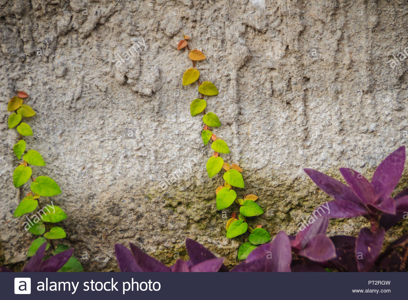 [32+] Jew Backgrounds | WallpaperSafari