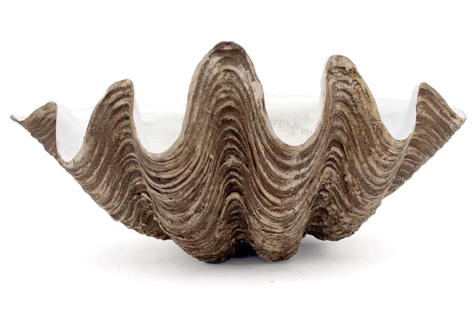 🔥 Free Download Clam Shell X Wallpaper by @josehorton | WallpaperSafari