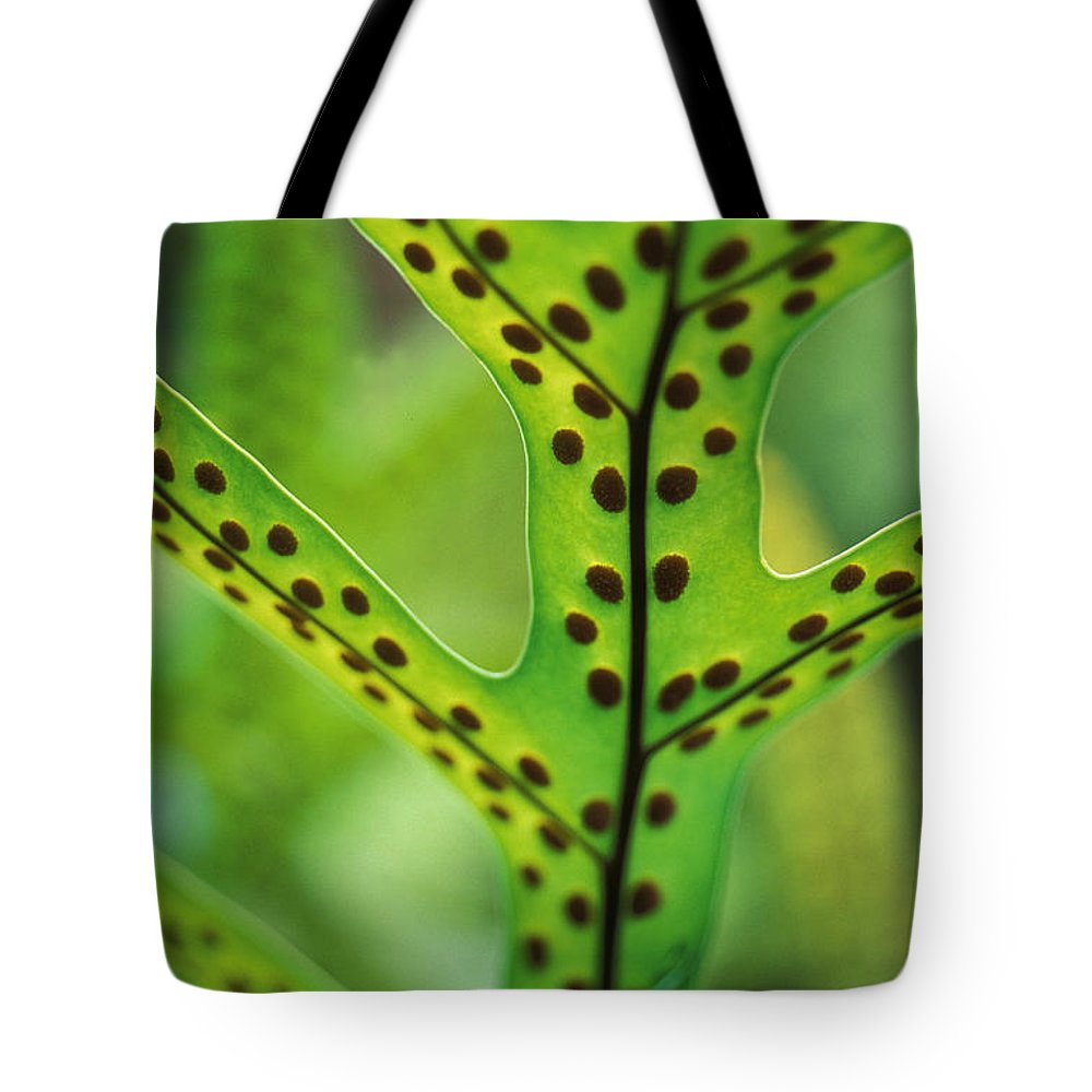 🔥 [10+] Lauae Backgrounds | WallpaperSafari